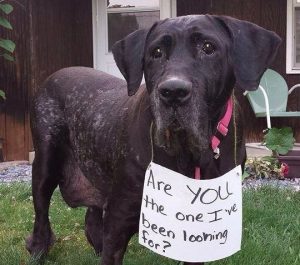 Adopt - SNARR Northeast